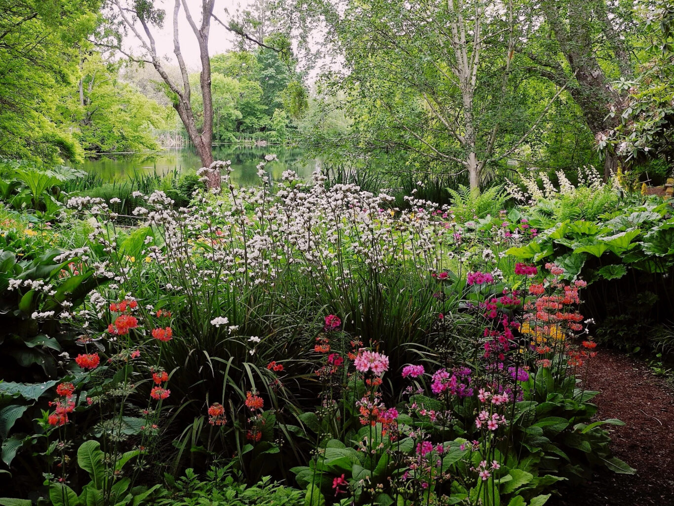 In Praise of Primulas - Virens Studio - Horticulture Writers & Planting ...