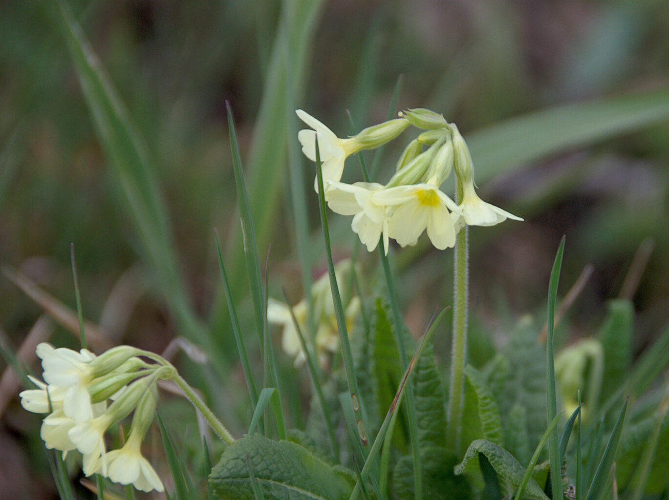 In Praise of Primulas - Virens Studio - Horticulture Writers & Planting ...