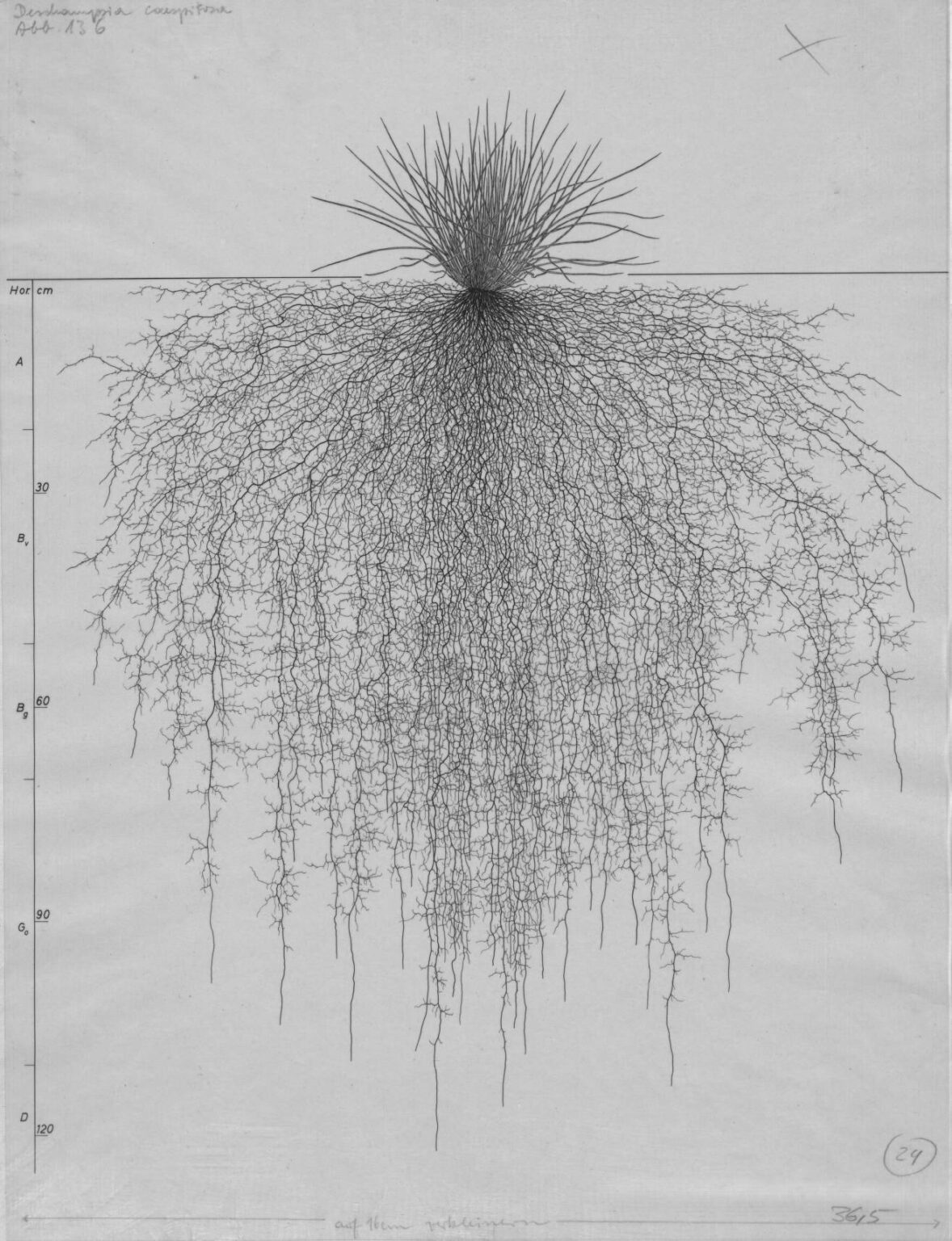 Horticultural Writing - Virens Studio - Horticulture Writers & Planting ...