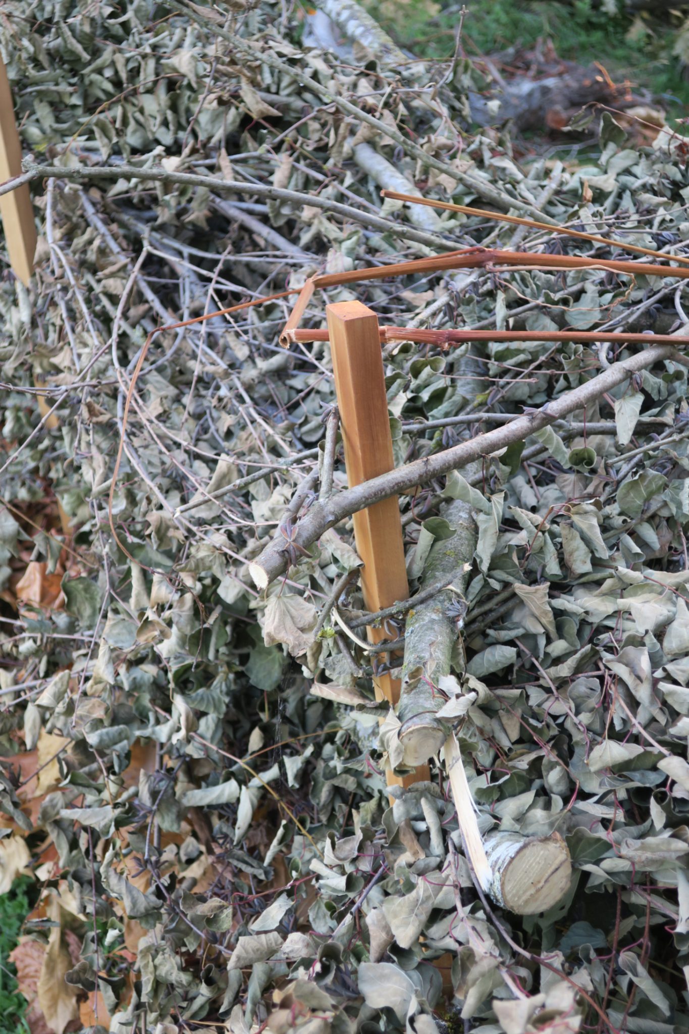 How to Build a Dead Hedge: What's Old is New Again - Virens Studio ...