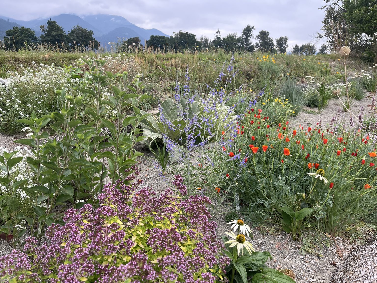 Garden Writing - Virens Studio - Horticulture Writers & Planting Design ...